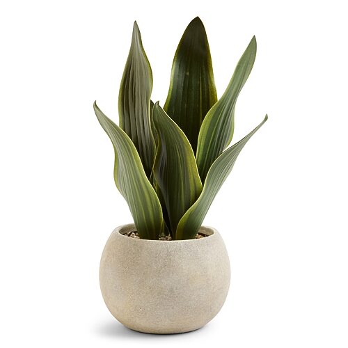Click here for Linden Street 12in Snake Artificial Plant  One Siz... prices