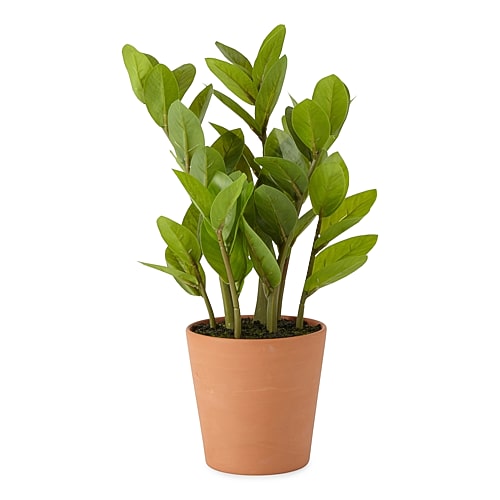 Click here for Linden Street 16 Zz Artificial Plant  One Size  Gr... prices