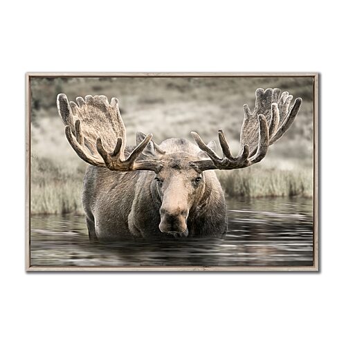 Click here for Streamline Art Moose Hot Springs Framed Canvas Art... prices