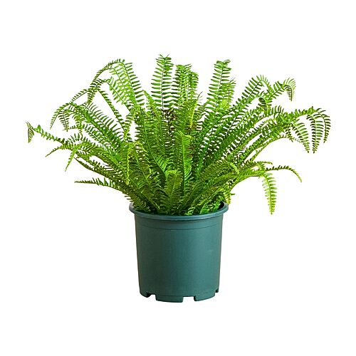 Click here for Nearly Natural 27 Boston Fern Artificial Plant  On... prices