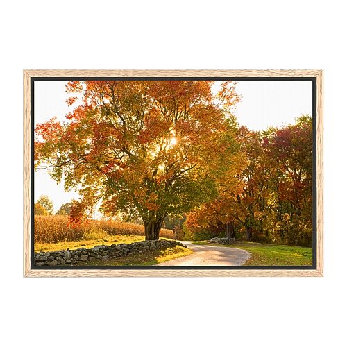 Click here for Lumaprints Maple Tree Drive Framed Canvas Art  One... prices