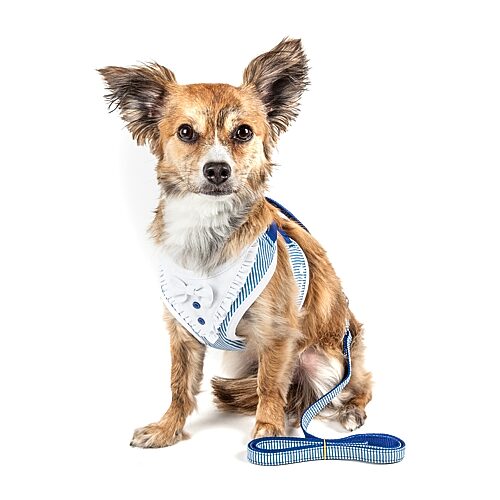 Click here for Pet Life Luxe Spawling 2-In-1 Mesh Reversed Adjust... prices