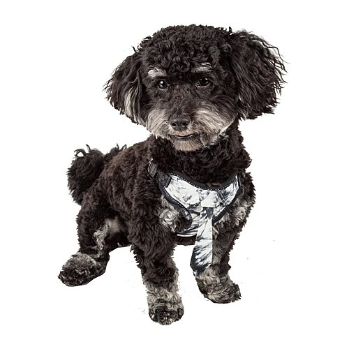 Click here for Pet Life Bonatied Mesh Reversible And Breathable A... prices