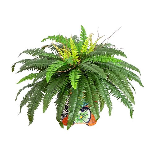 Click here for Nearly Natural 19in Green Boston Fern Artificial P... prices
