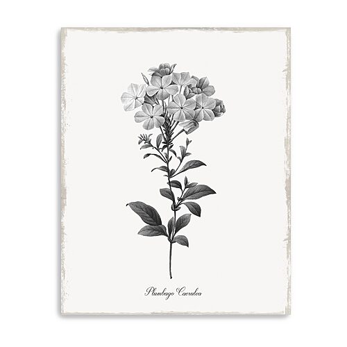 Click here for Lumaprints Simply Cape Leadwort Giclee Canvas Art... prices
