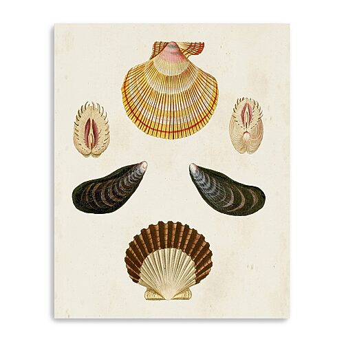 Click here for Lumaprints Knorr Shells I Giclee Canvas Art  One S... prices