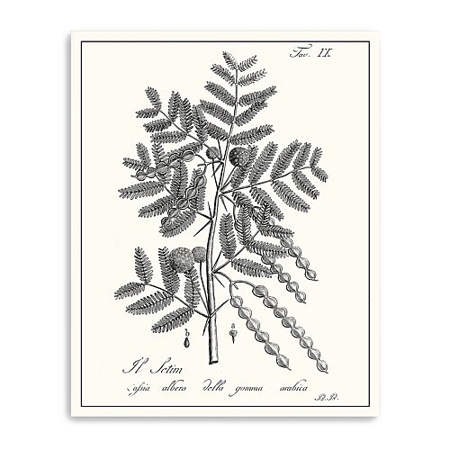 Click here for Lumaprints Antique Black & White Botanical I Gicle... prices