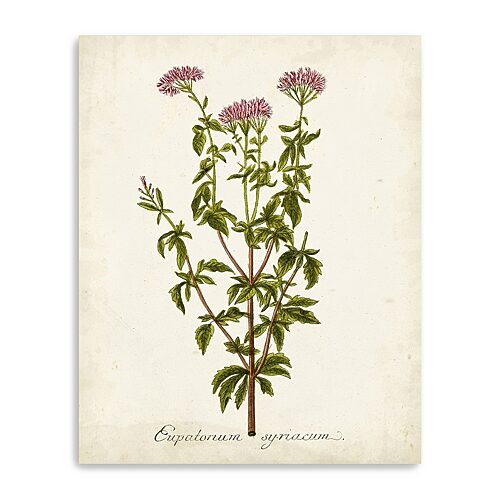 Click here for Lumaprints Antique Herb Botanical I Giclee Canvas... prices