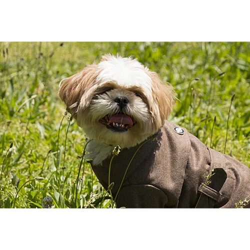 Click here for The Pet Life Galore Back-Buckled Fashion Wool Pet... prices