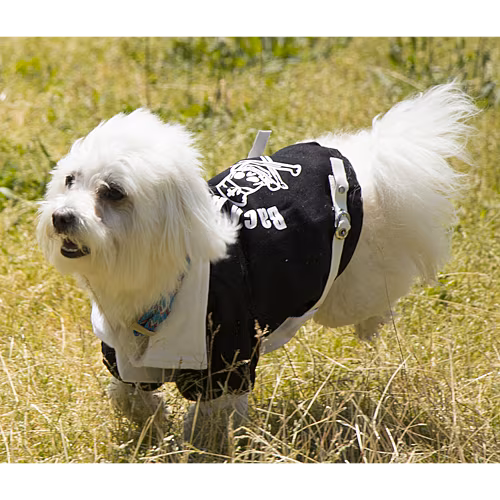 Click here for The Pet Life Varsity-Buckled Collared Pet Coat  On... prices