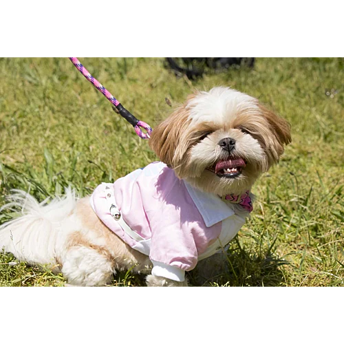 Click here for The Pet Life Varsity-Buckled Collared Pet Coat  On... prices