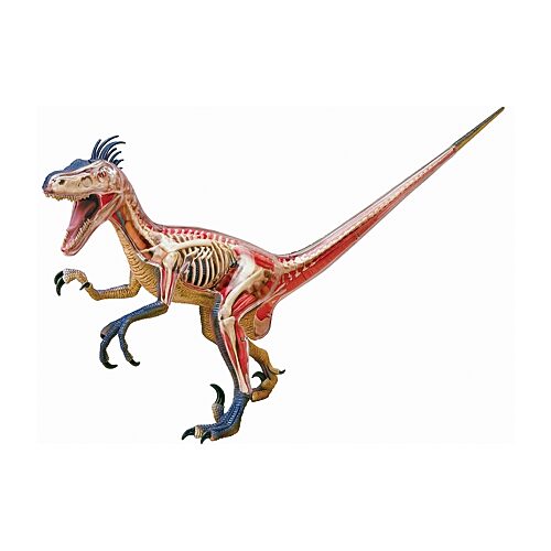 Click here for 4d Master 4d Vision Velociraptor Anatomy Model Puz... prices