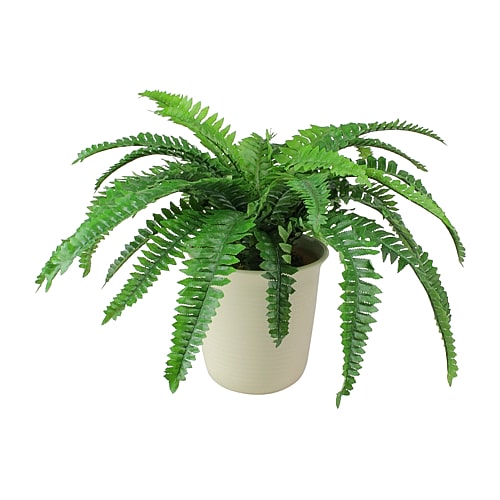 Click here for 21 Green and Cream White Boston Fern Artificial Po... prices