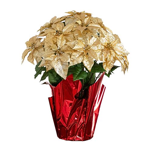 Click here for Nearly Natural 30 Grand Gold Velvet Poinsettia Flo... prices